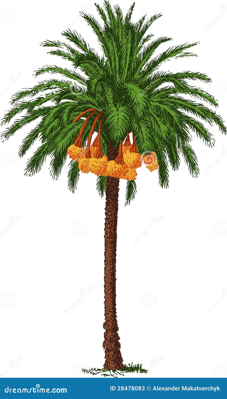 Palma datilera tropical ilustración del vector. Ilustración de flora ...