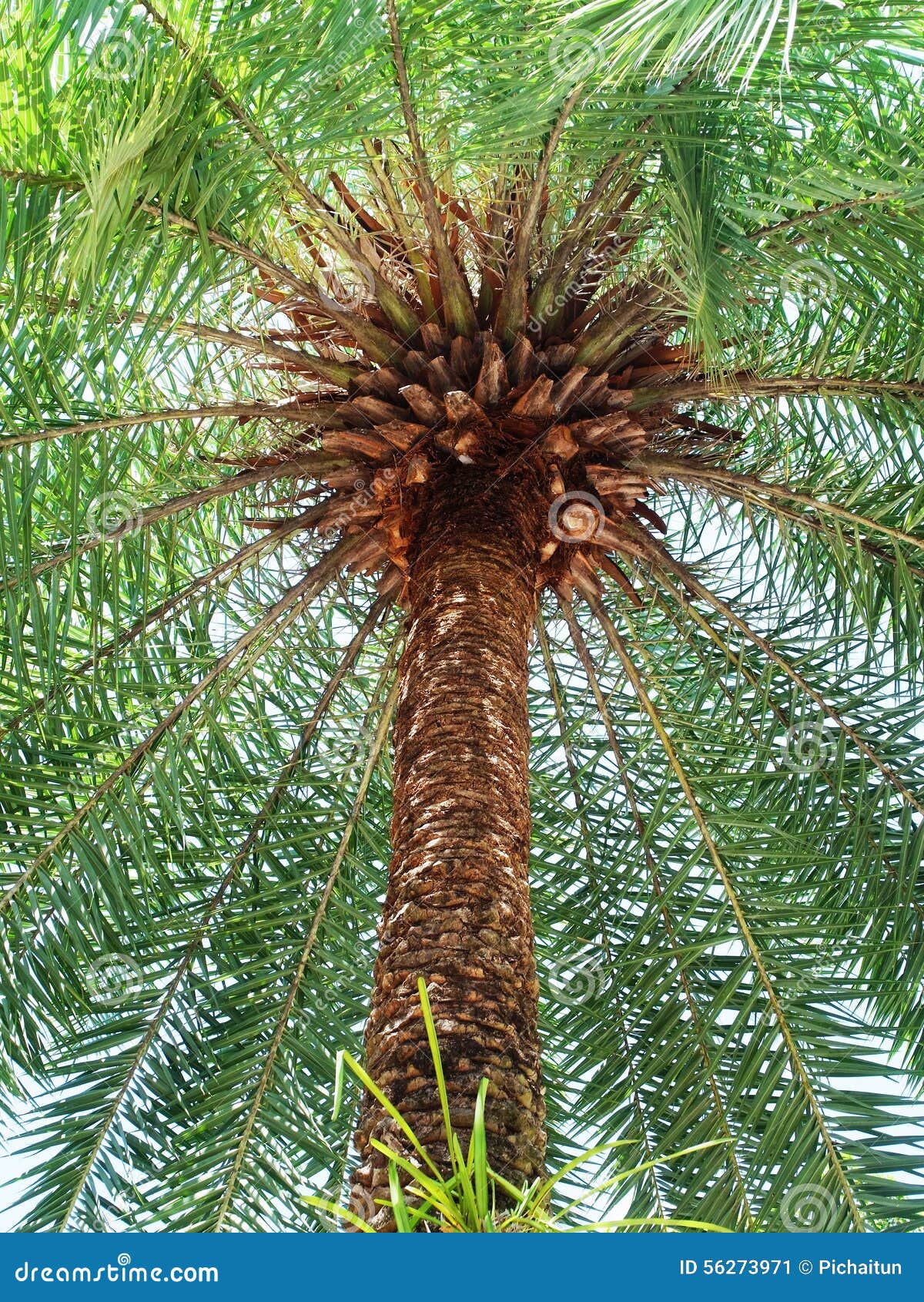 Palma datilera verdadera imagen de archivo. Imagen de rayos - 56273971