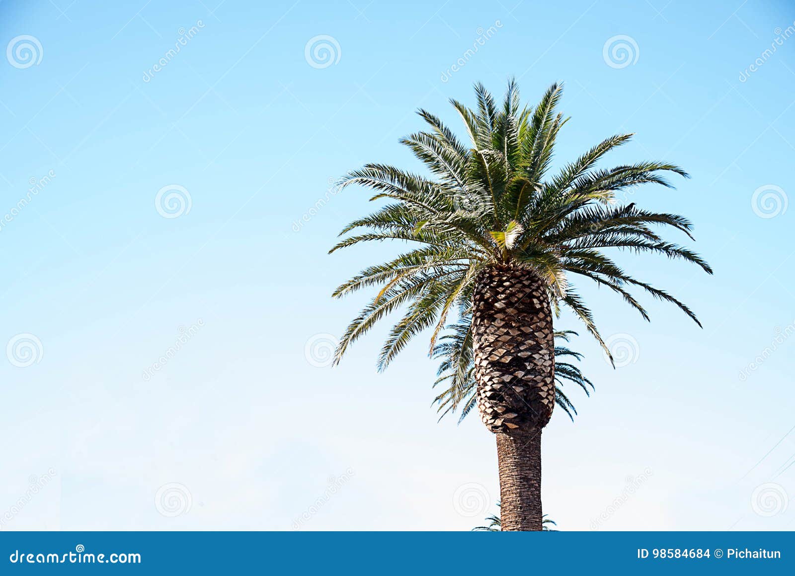 Palma datilera verdadera foto de archivo. Imagen de planta - 98584684