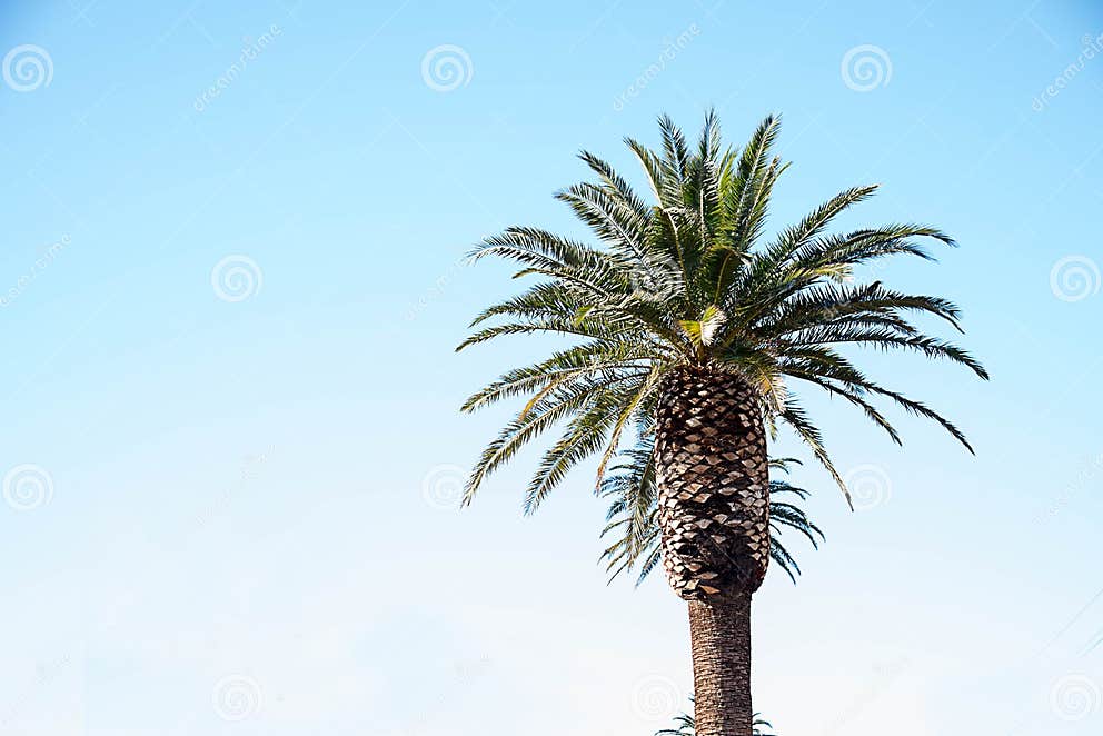 Palma datilera verdadera foto de archivo. Imagen de planta - 98584684