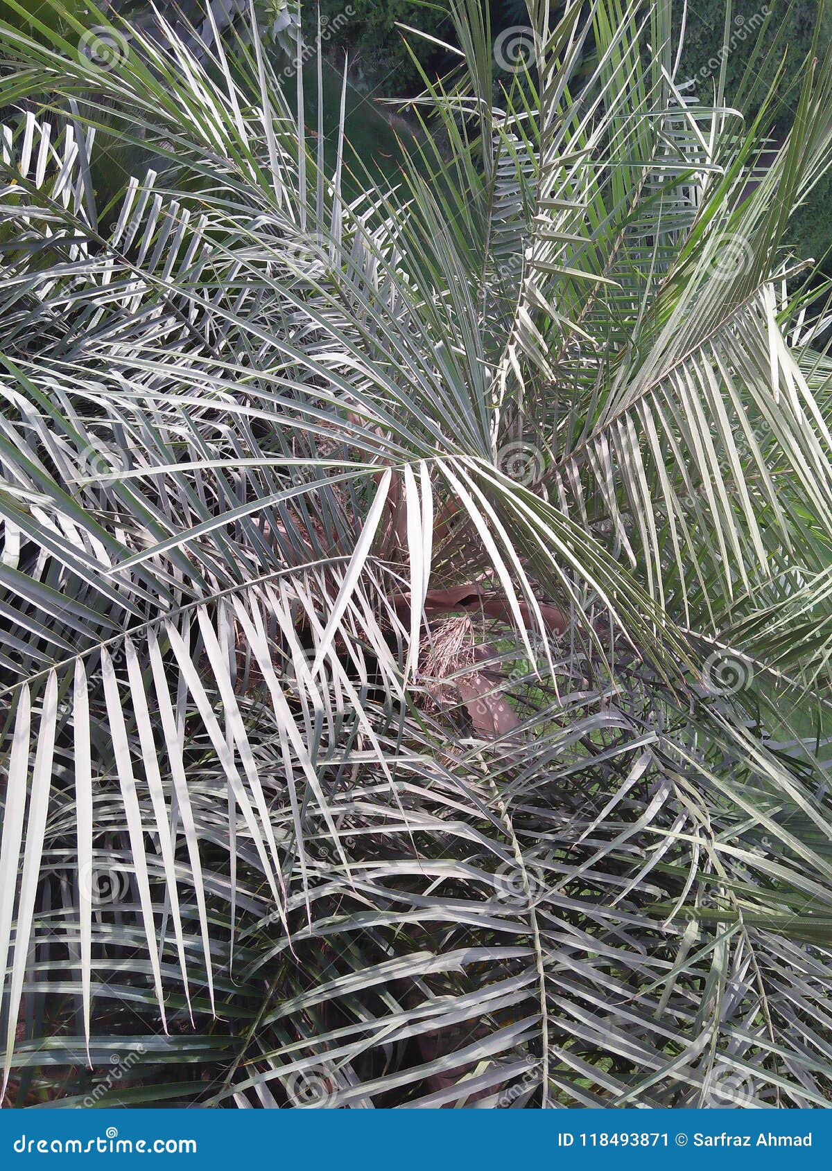 PALMA DATILERA Y X28; PHOENIX DECTYLIFERA& X29; Imagen de archivo ...