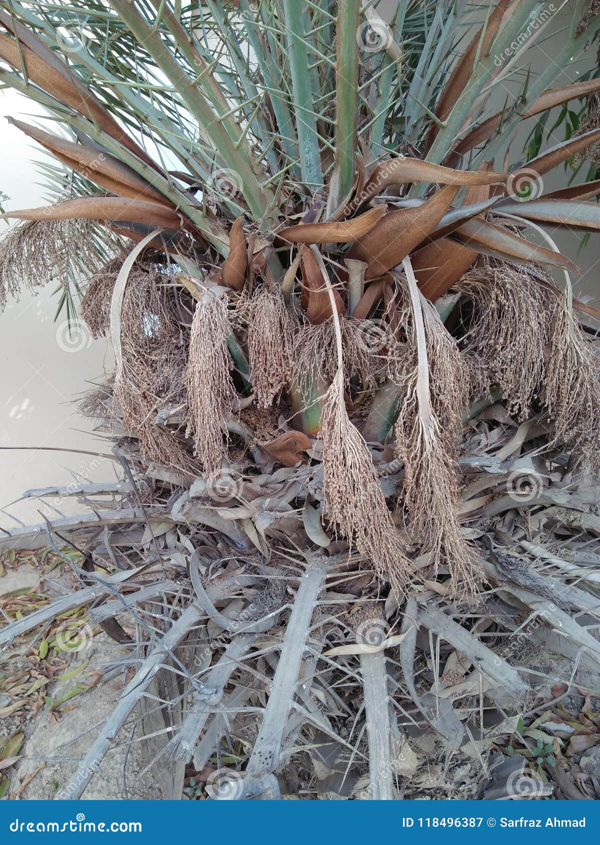 PALMA DATILERA Y X28; PHOENIX DECTYLIFERA& X29; Imagen de archivo ...