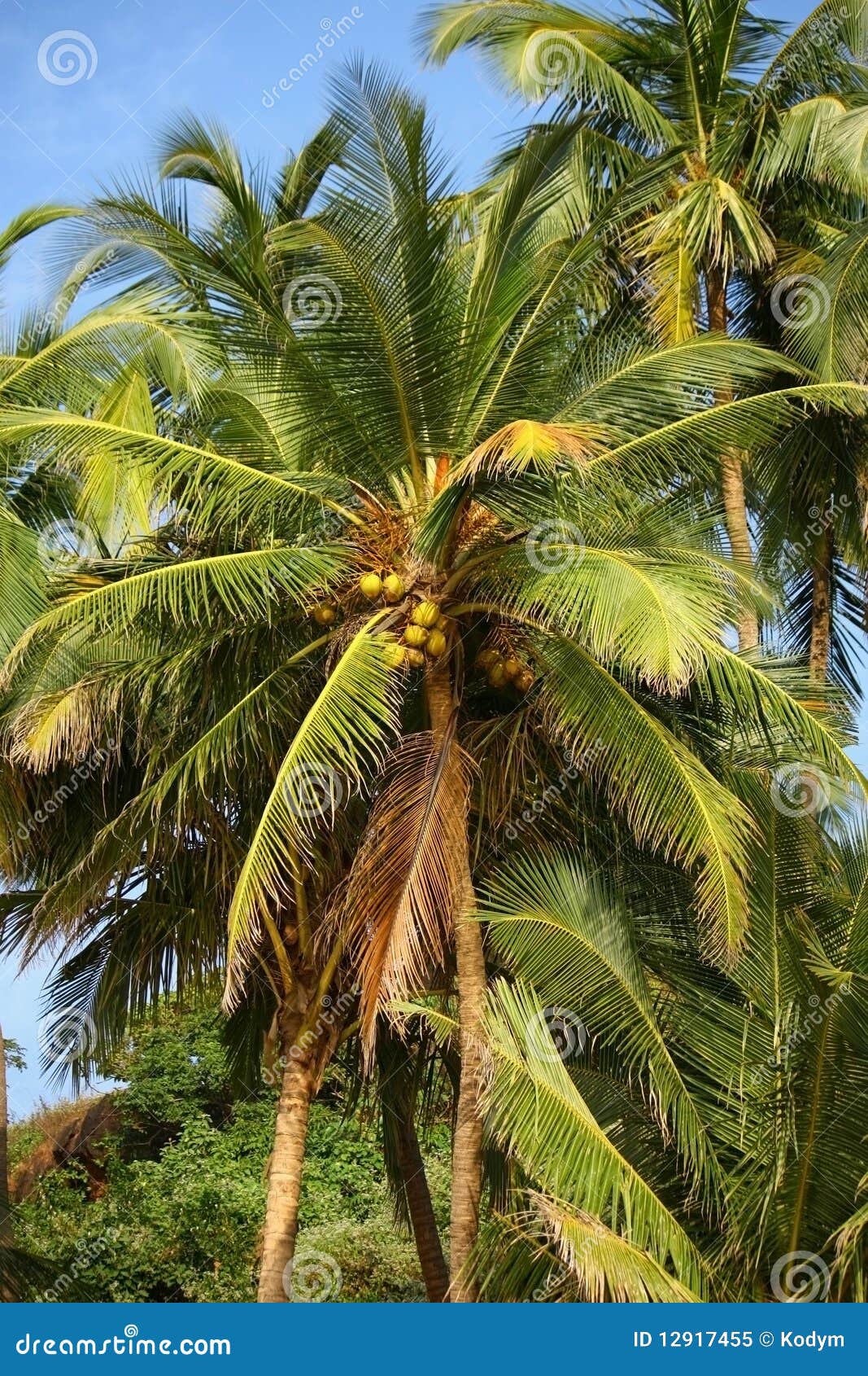 Palma de coco imagen de archivo. Imagen de relaje, cielo - 12917455