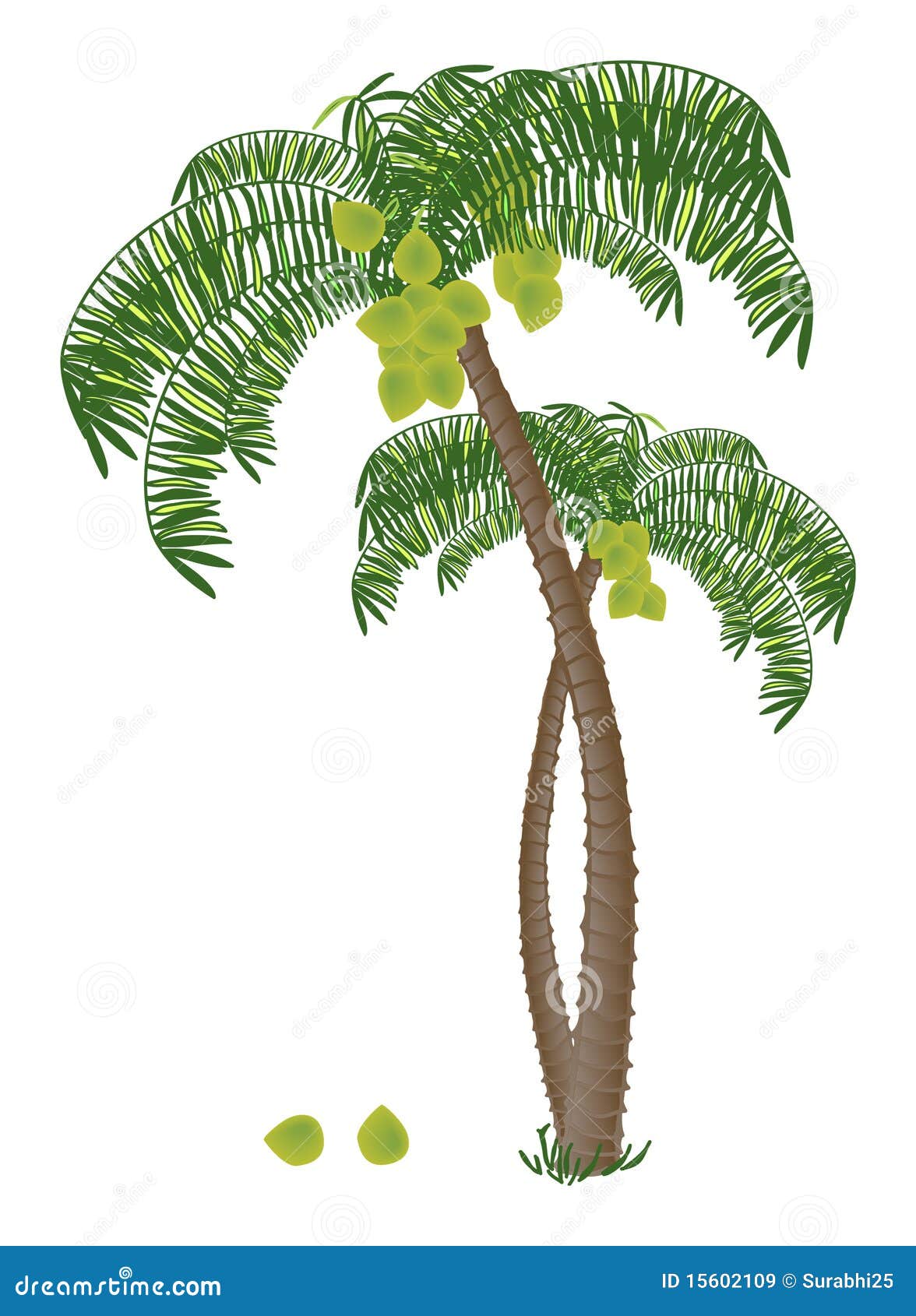 Palma de coco ilustración del vector. Ilustración de verde - 15602109