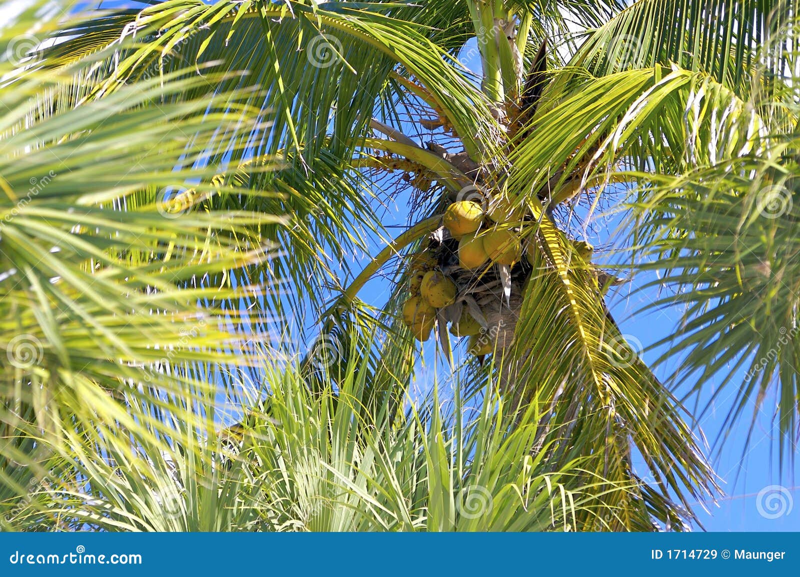 Palma de coco imagen de archivo. Imagen de travieso, florida - 1714729