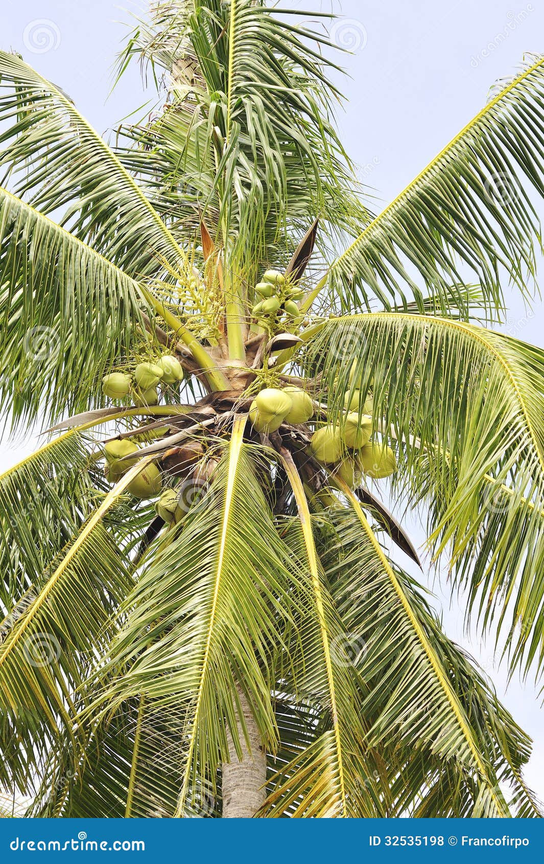 Palma de coco foto de stock. Imagem de delicioso, indonésia - 32535198