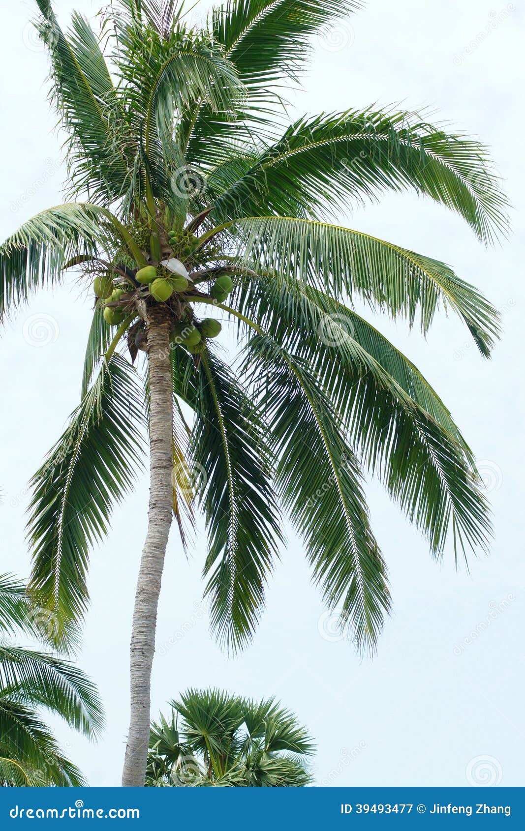 Palma de coco imagen de archivo. Imagen de cocos, hojas - 39493477