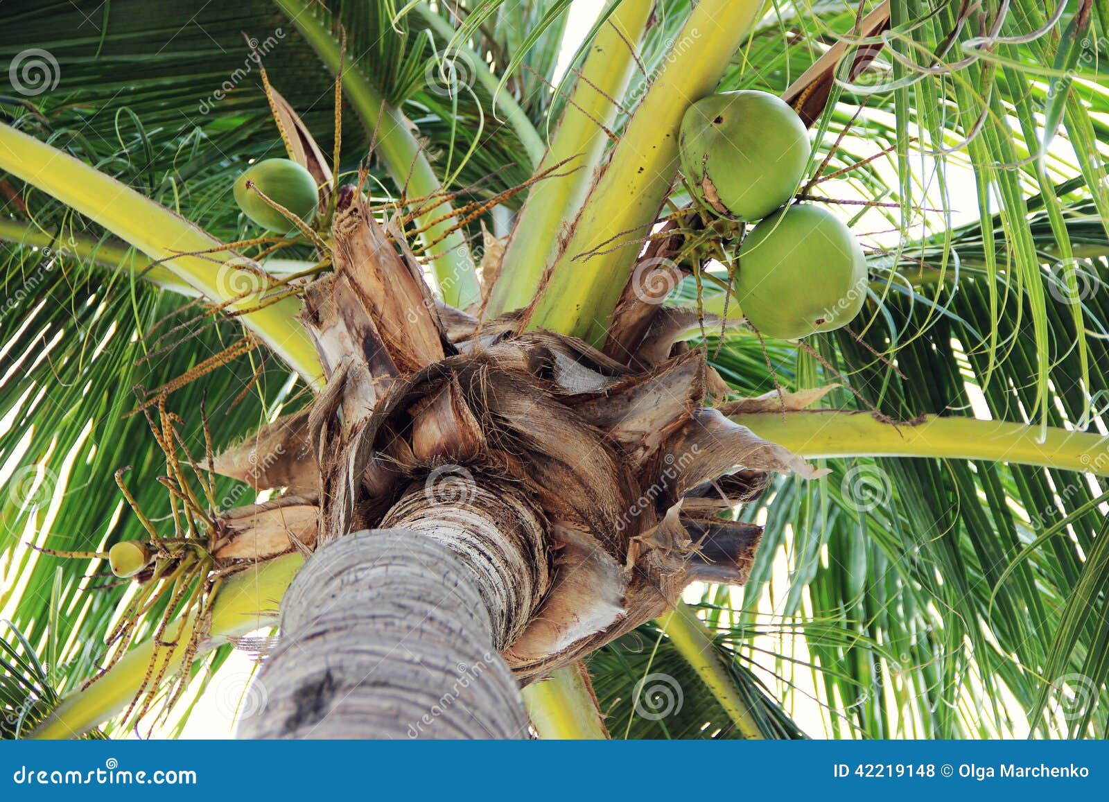 Palma de coco foto de archivo. Imagen de coco, recorrido - 42219148