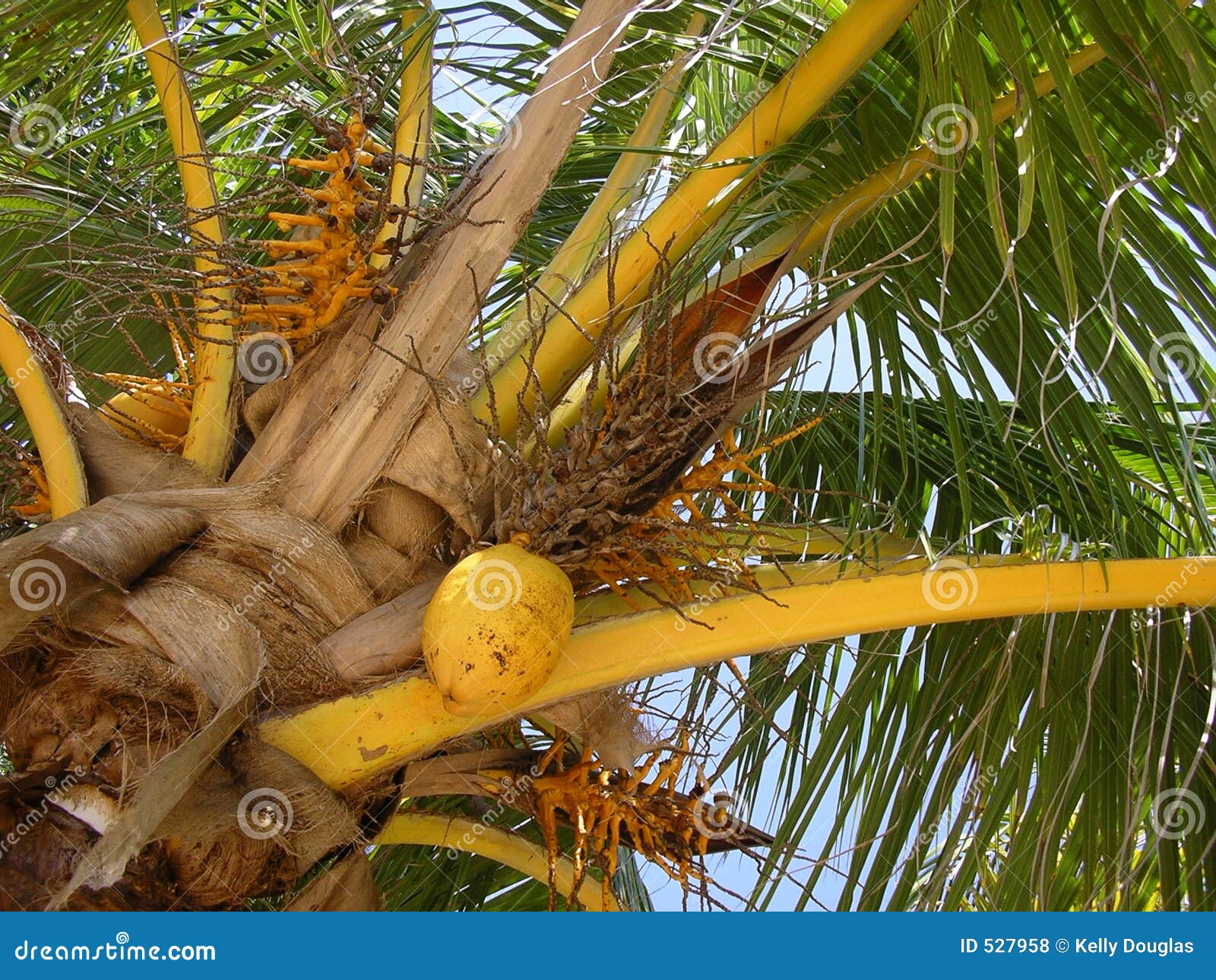 Palma de coco foto de archivo. Imagen de tropical, asia - 527958