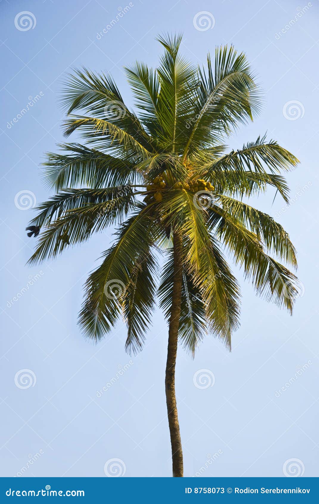 Palma de coco imagen de archivo. Imagen de objeto, coco - 8758073