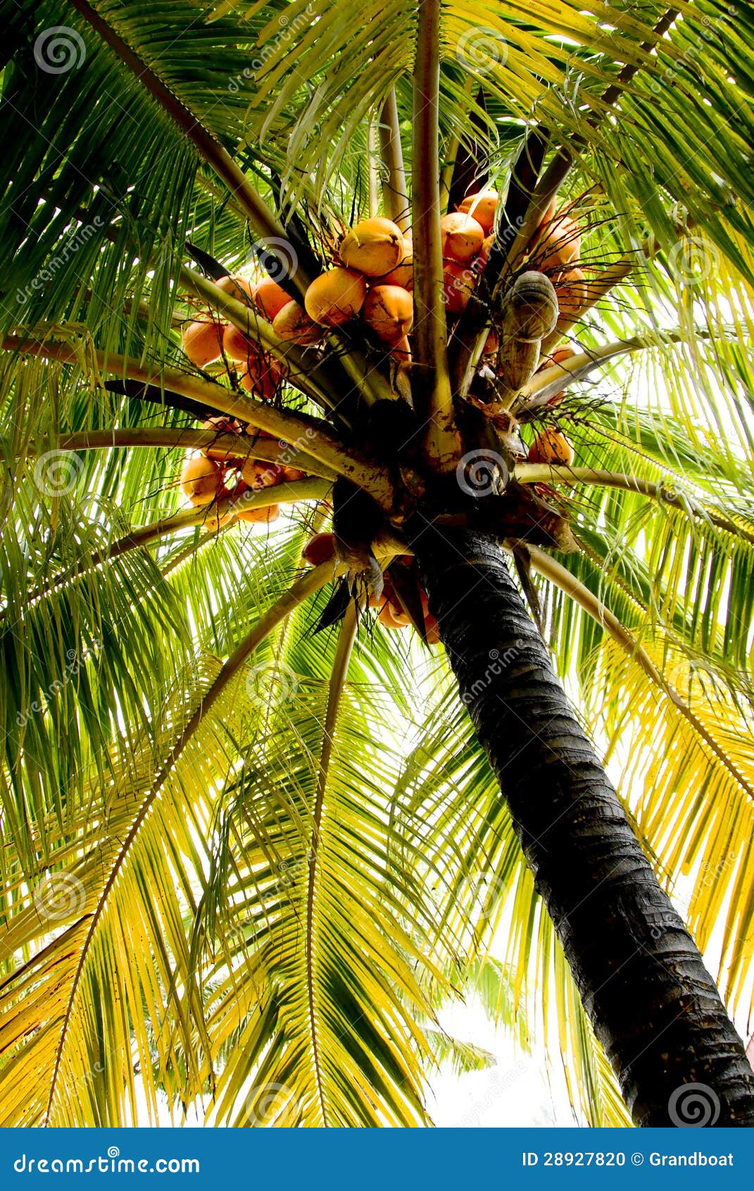 Palma de coco (coco) foto de archivo. Imagen de vacaciones - 28927820