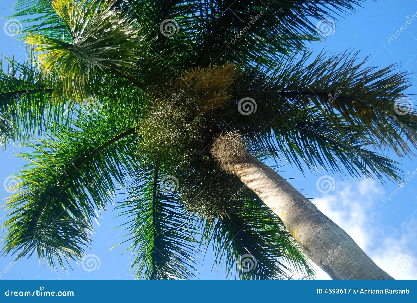 Palma De Coco En Isla Mauricio Imagen de archivo - Imagen de chozas ...