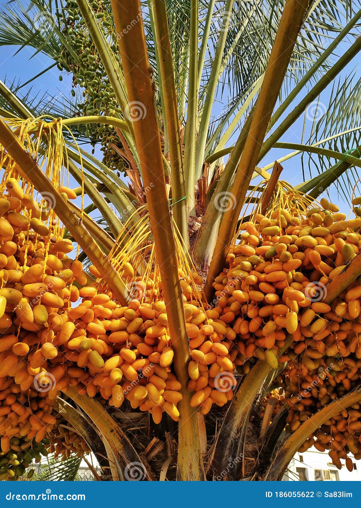 Palma De Data Amarela Frutos Foto de Stock - Imagem de datas, palmas ...