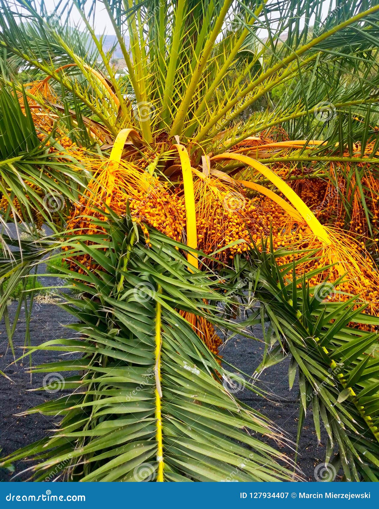 Palma De Data/Phoenix Dactylifera Com Frutos Imagem de Stock - Imagem ...