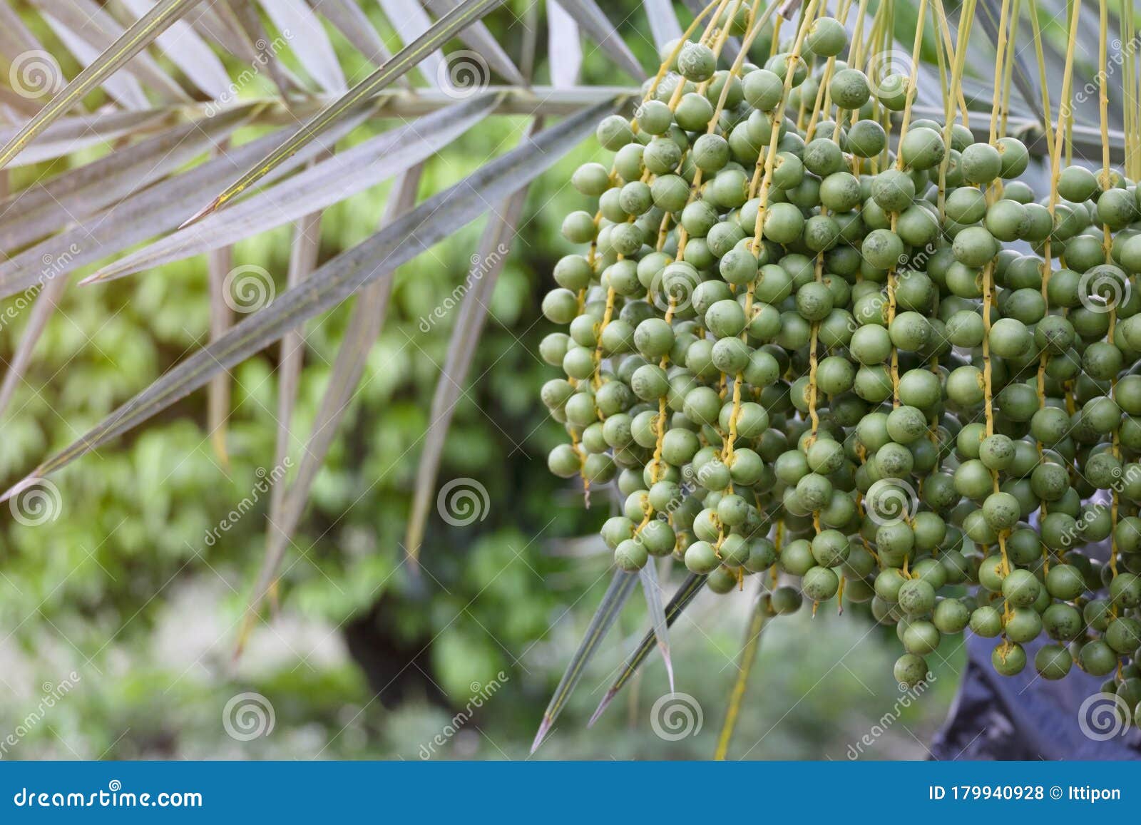 Palma De Data Verde Ou Dactylifera Phoenix Foto de Stock - Imagem de ...