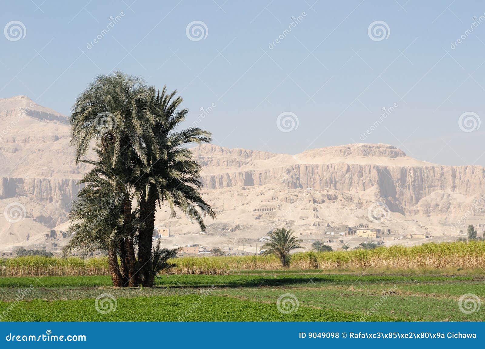 Palma de Egipto foto de stock. Imagem de palma, curso - 9049098