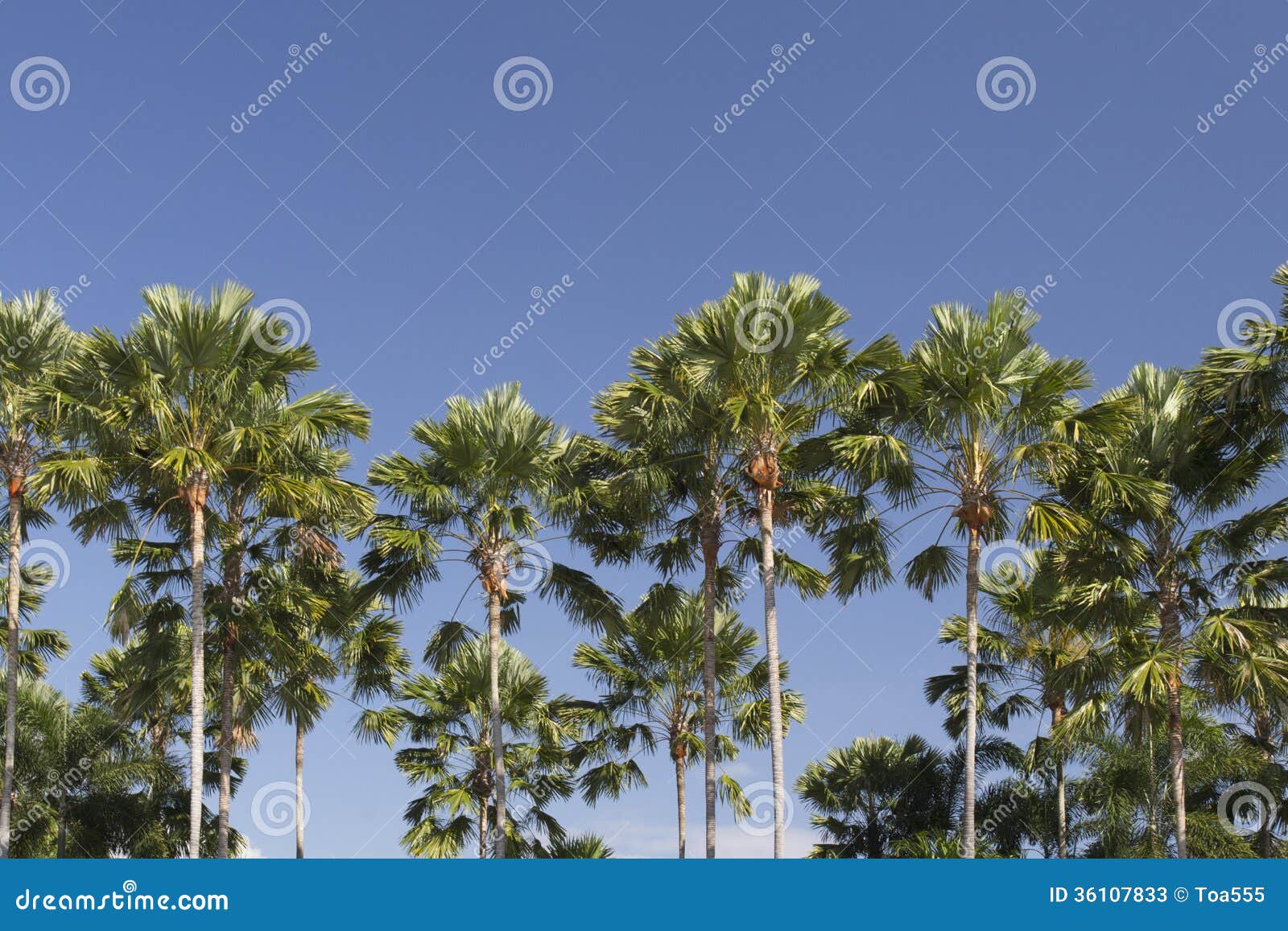 Palma De Java Ou Rotundifolia Do Livistona Imagem de Stock - Imagem de ...