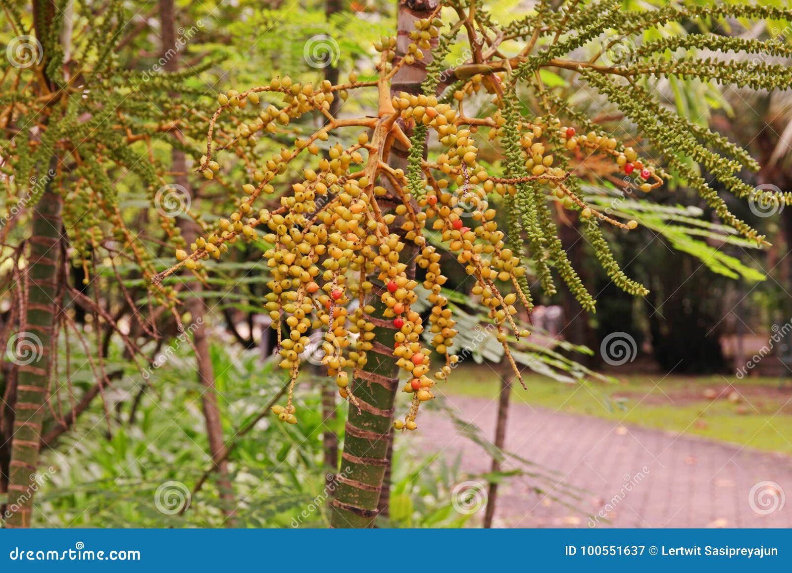 Palma de Macarthurs imagen de archivo. Imagen de tropical - 100551637