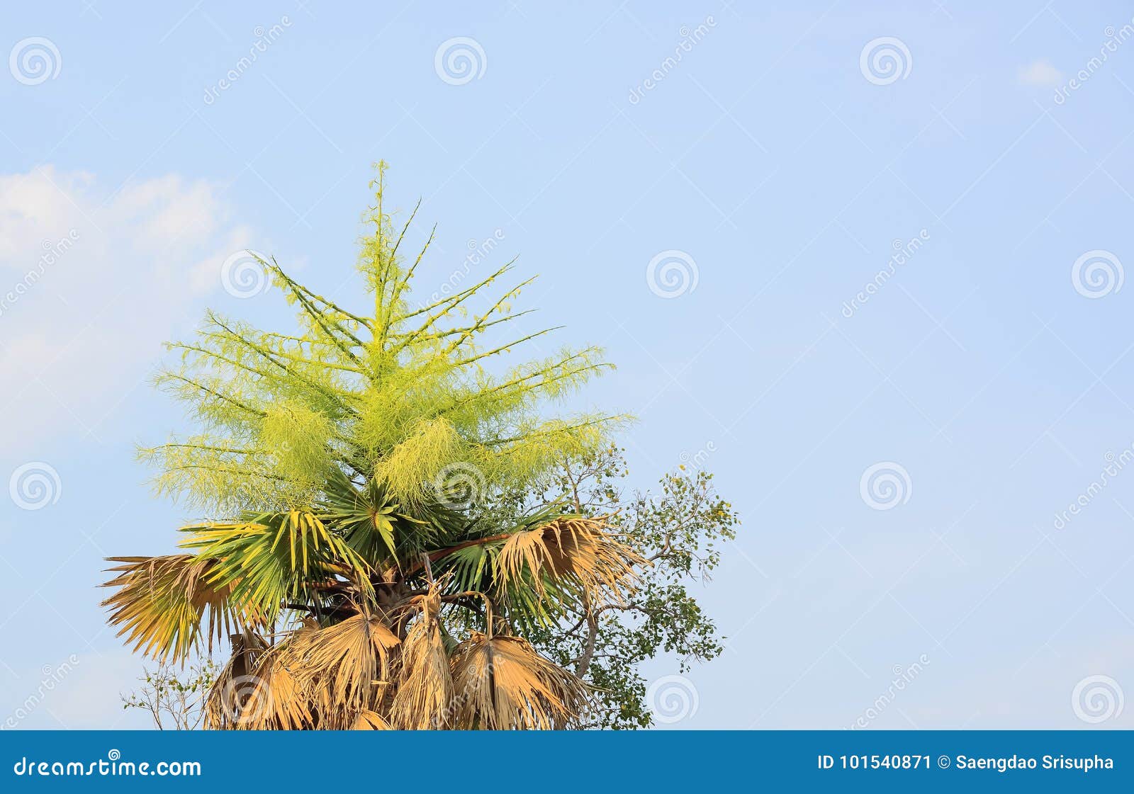 Palma de Talipot imagen de archivo. Imagen de turismo - 101540871
