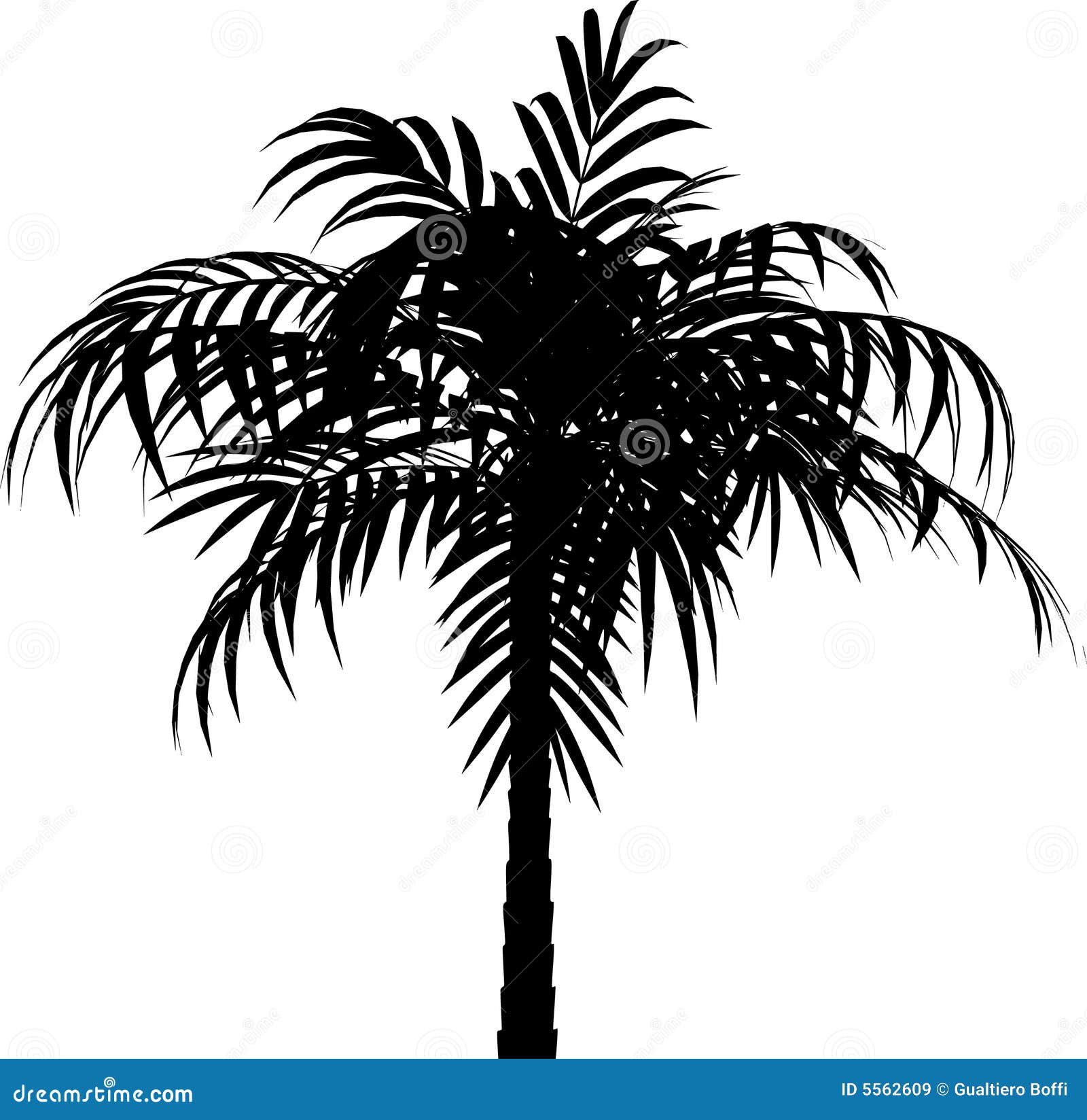 Palma del vector ilustración del vector. Ilustración de palma - 5562609