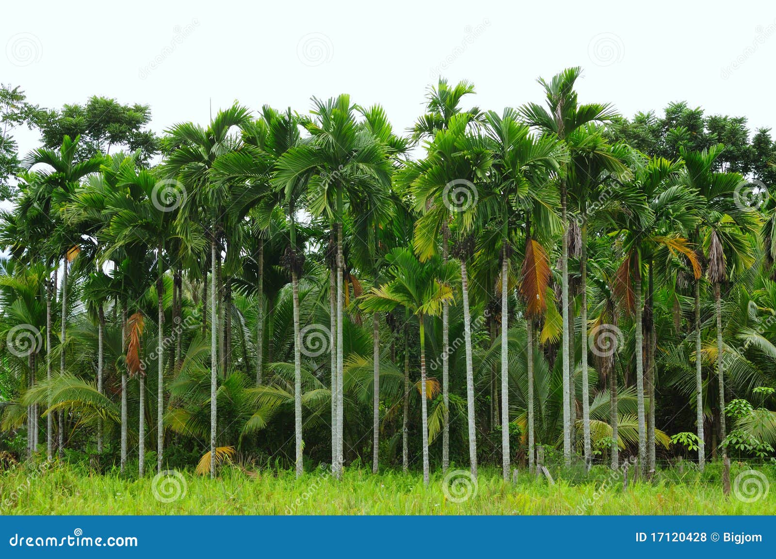 Palma di Pinang fotografia stock. Immagine di giardino - 17120428