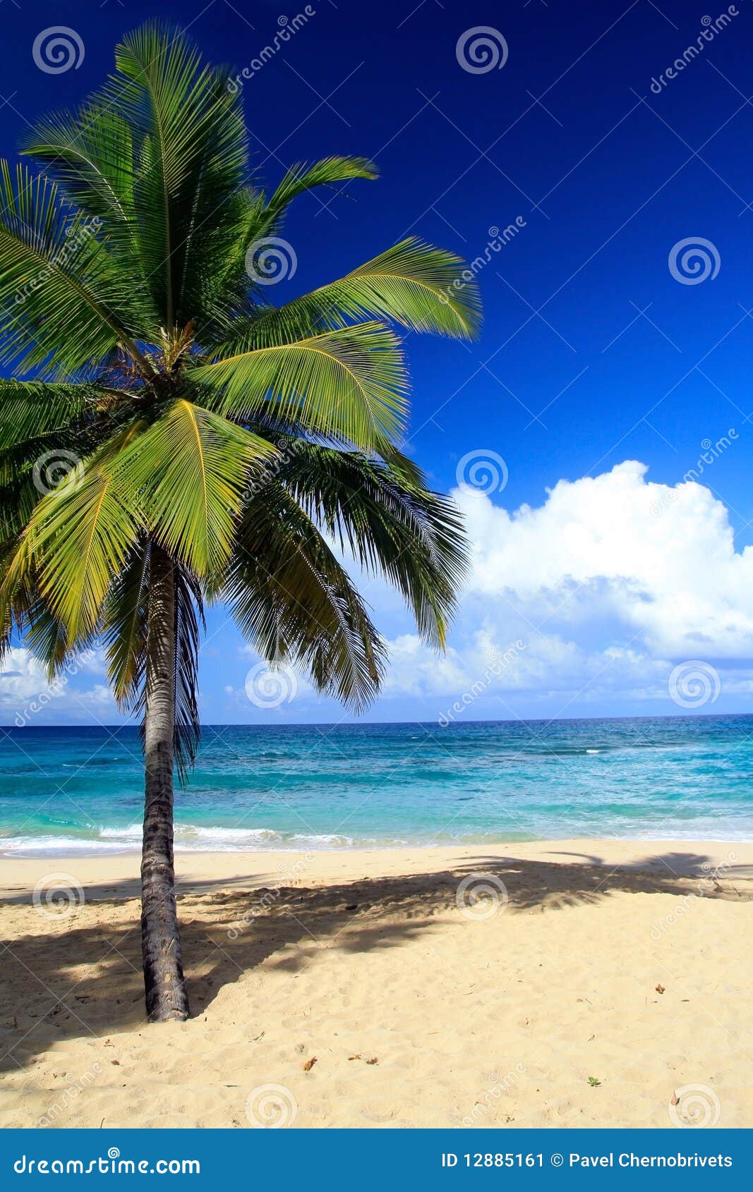 Palma En La Playa, Playa Grande Imagen de archivo - Imagen de ...
