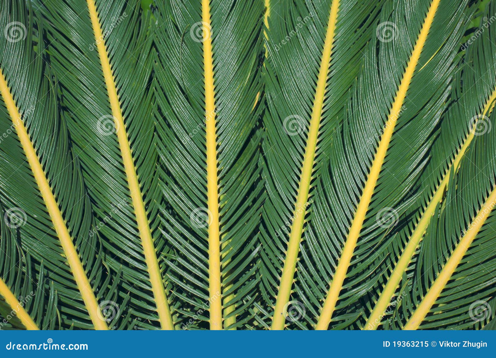 Palm Tree Leaf Texture