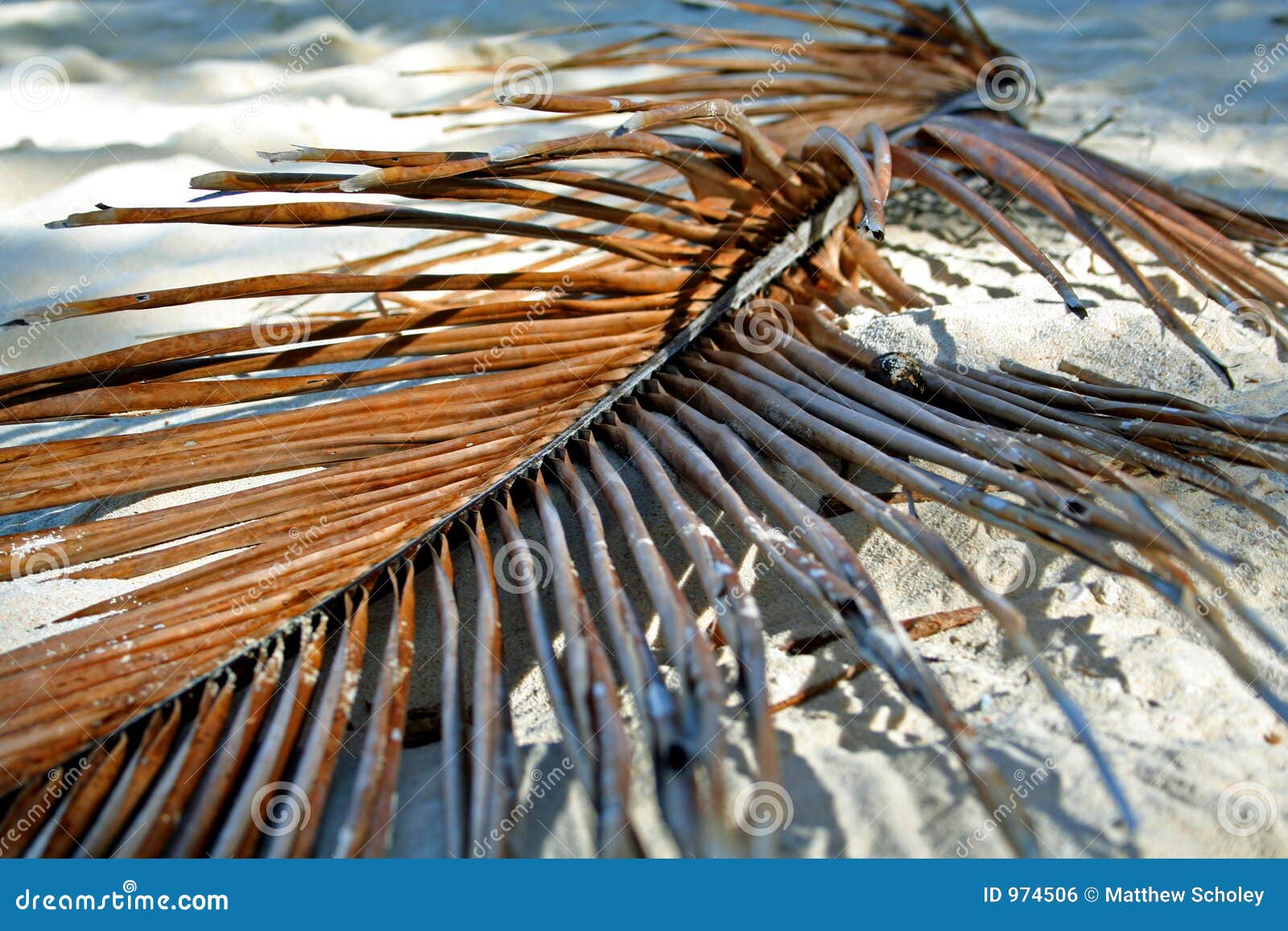 Palma muerta foto de archivo. Imagen de planta, playa, isla - 974506