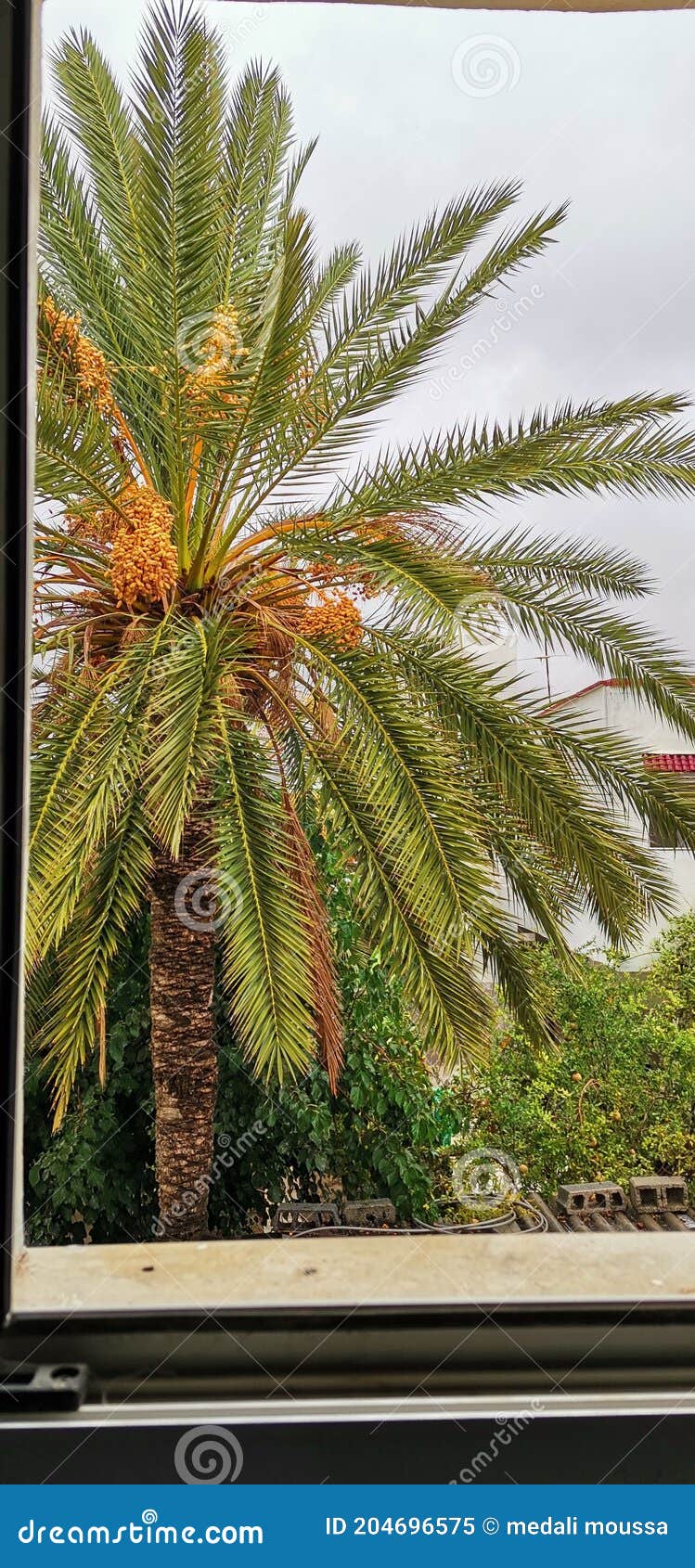 Palma stock image. Image of tree, shrub, palma, vegetation - 204696575