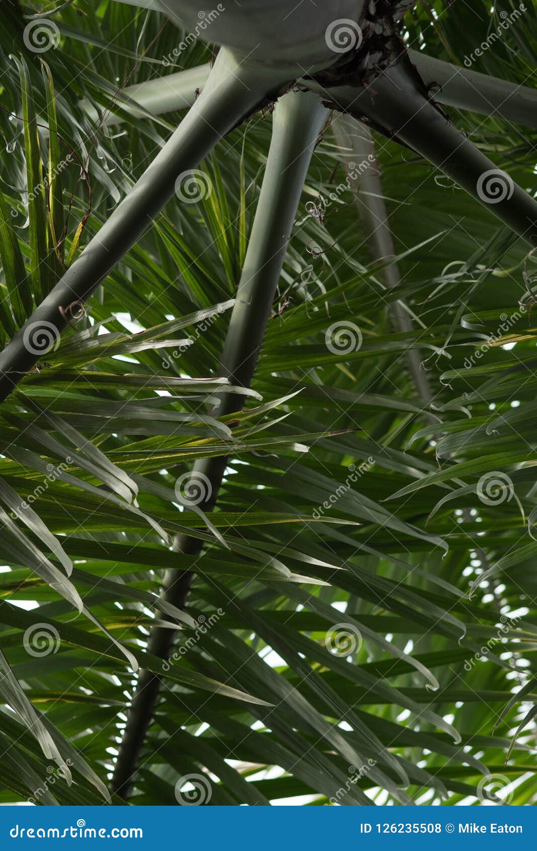 Palma real cubana foto de archivo. Imagen de debajo - 126235508