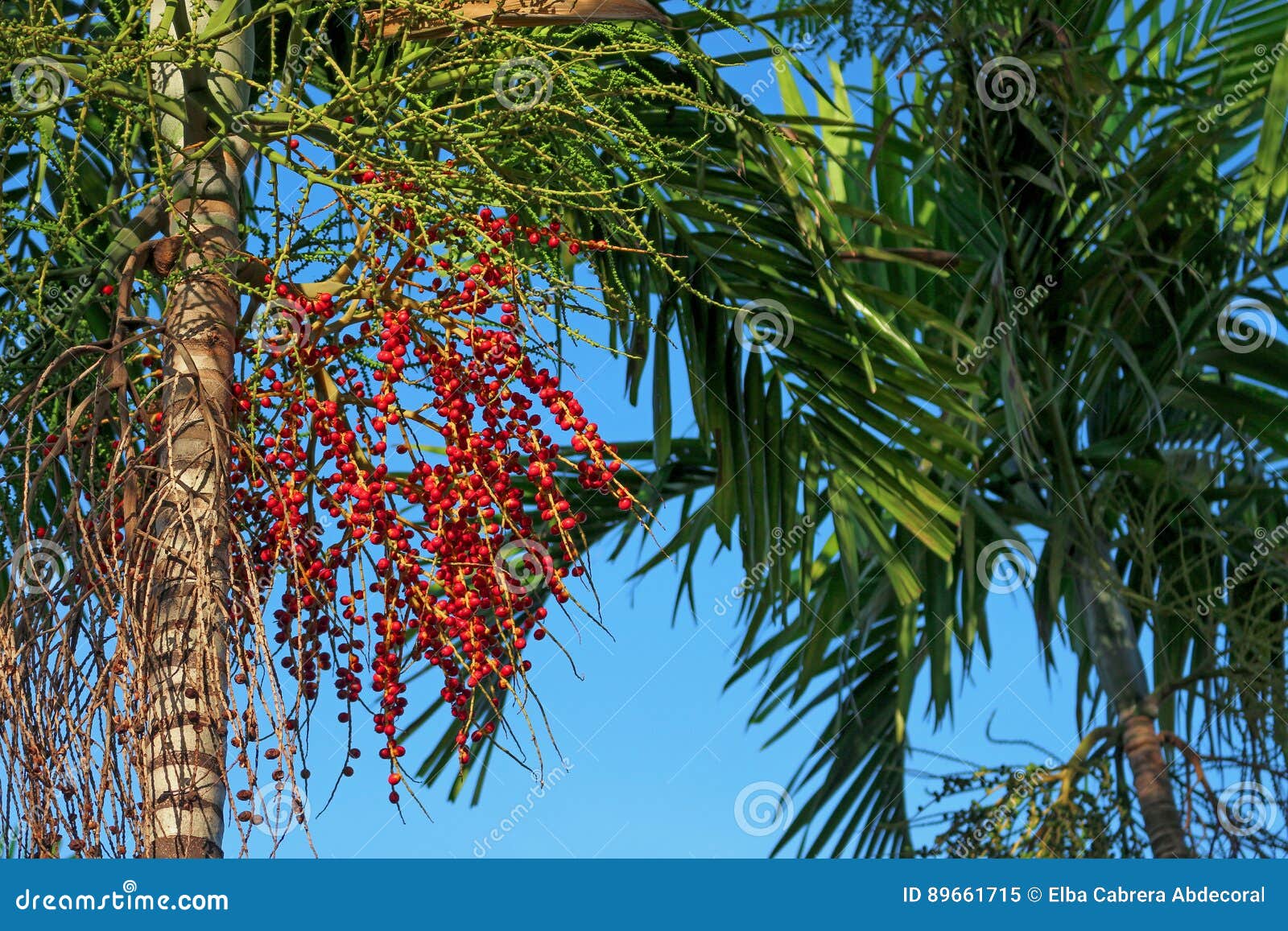 Palma real cubana imagen de archivo. Imagen de tropical - 89661715