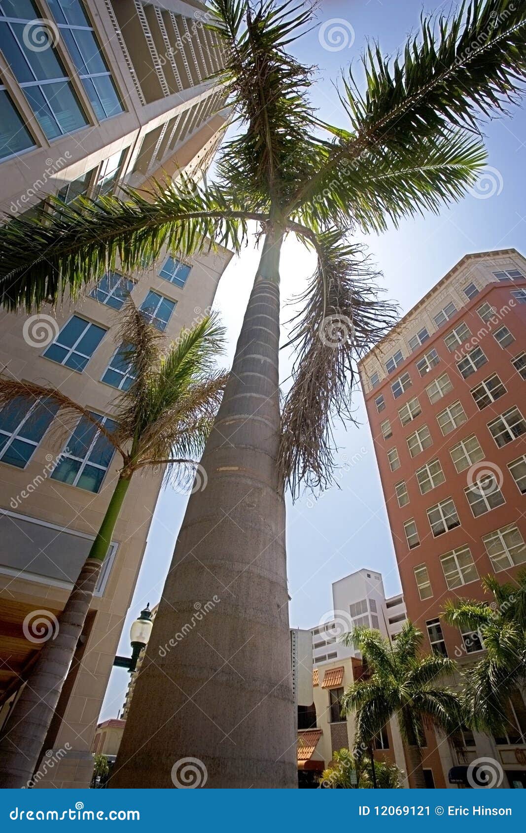 Palma Real Gigante, Sarasota Imagen de archivo - Imagen de turismo ...