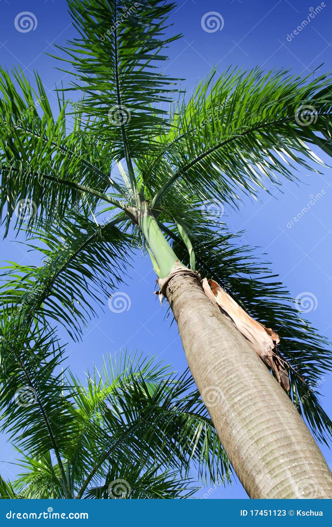 Palma Real (regia Do Roystonea) Imagem de Stock - Imagem de ensolarado ...