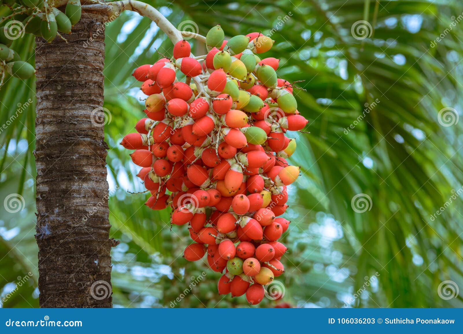 Palma roja de Manila imagen de archivo. Imagen de maduro - 106036203