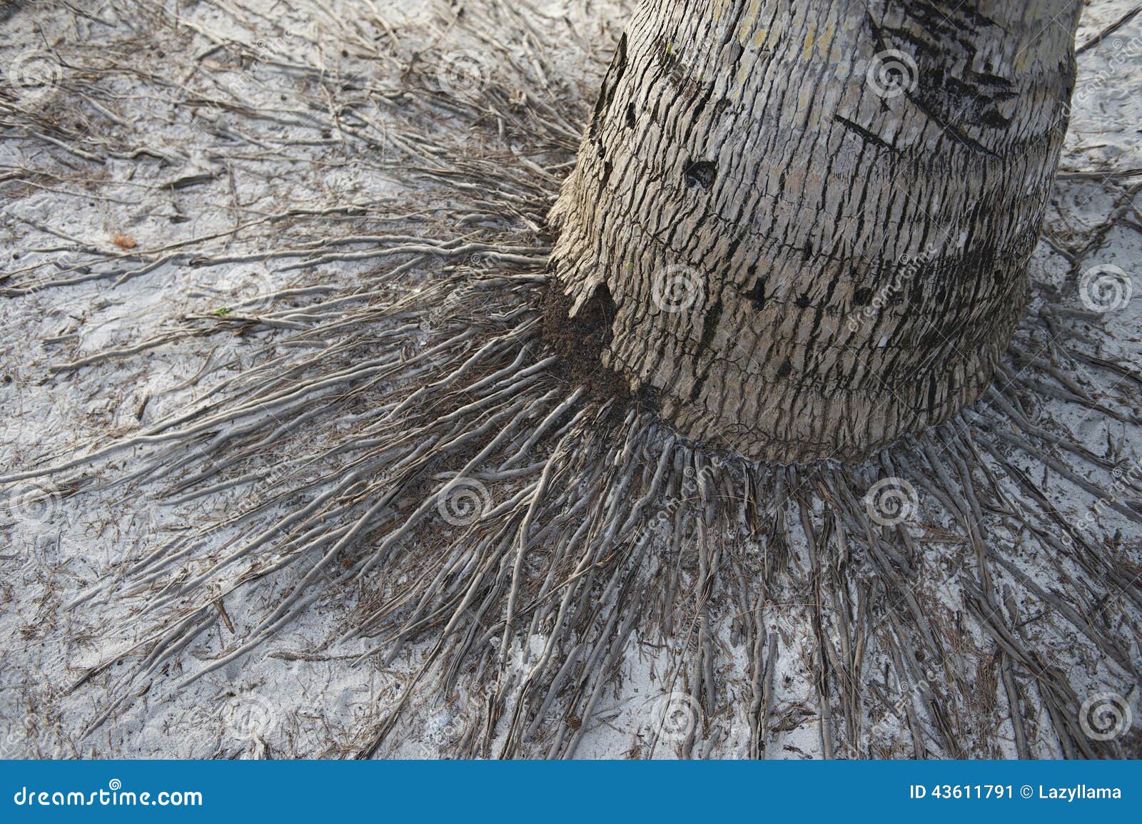 Palma Stagionata Con Le Radici Immagine Stock - Immagine di radici ...