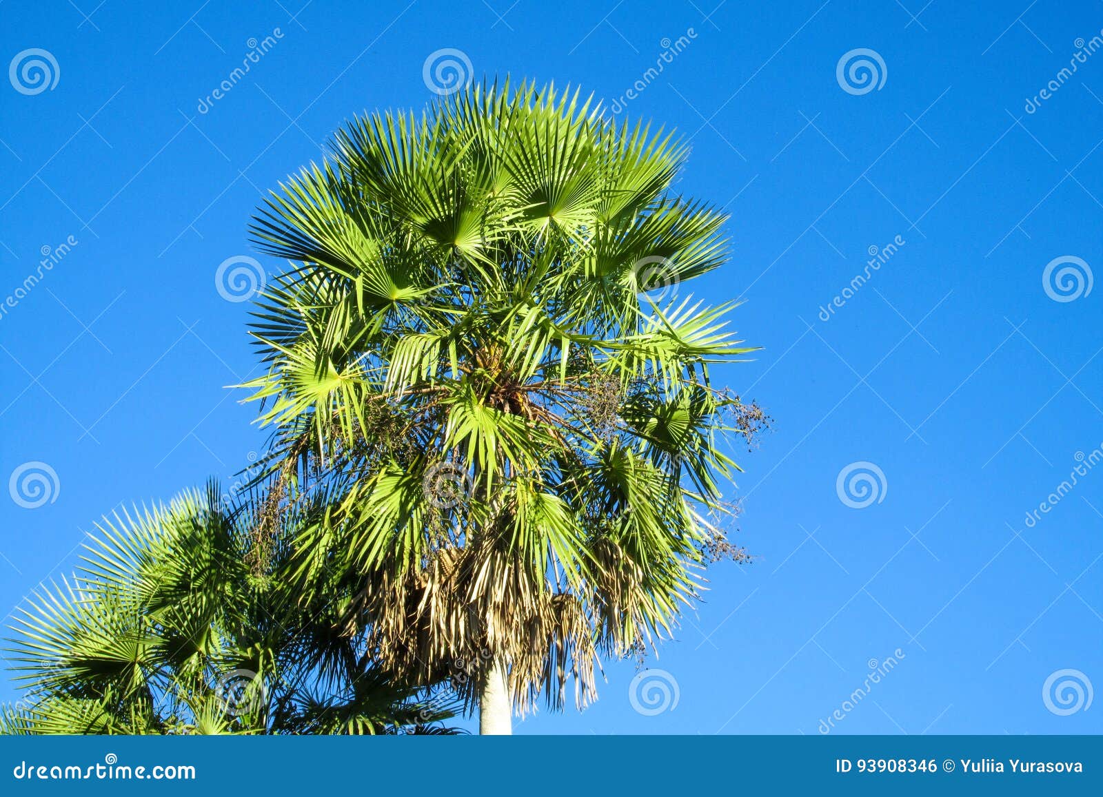 Palma in tropici fotografia stock. Immagine di palma - 93908346