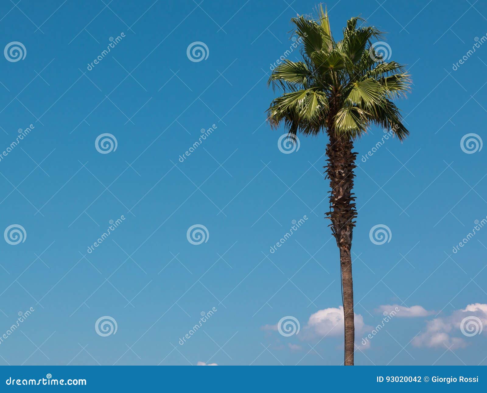 A Palma Verde Planta a Vegetação Foto de Stock - Imagem de verde ...