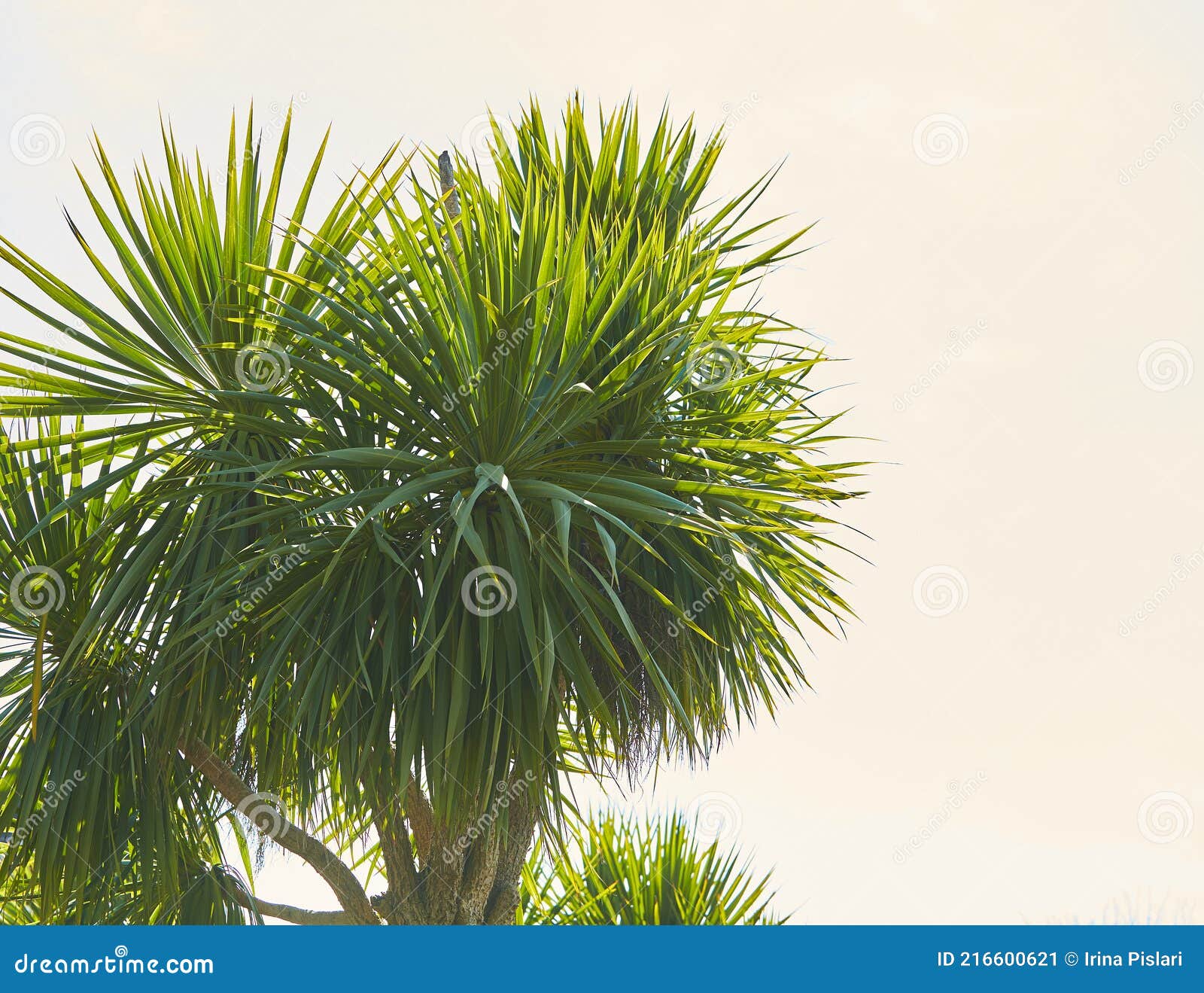Palma Verde Sobre Fondo De Cielo Imagen de archivo - Imagen de fuego ...