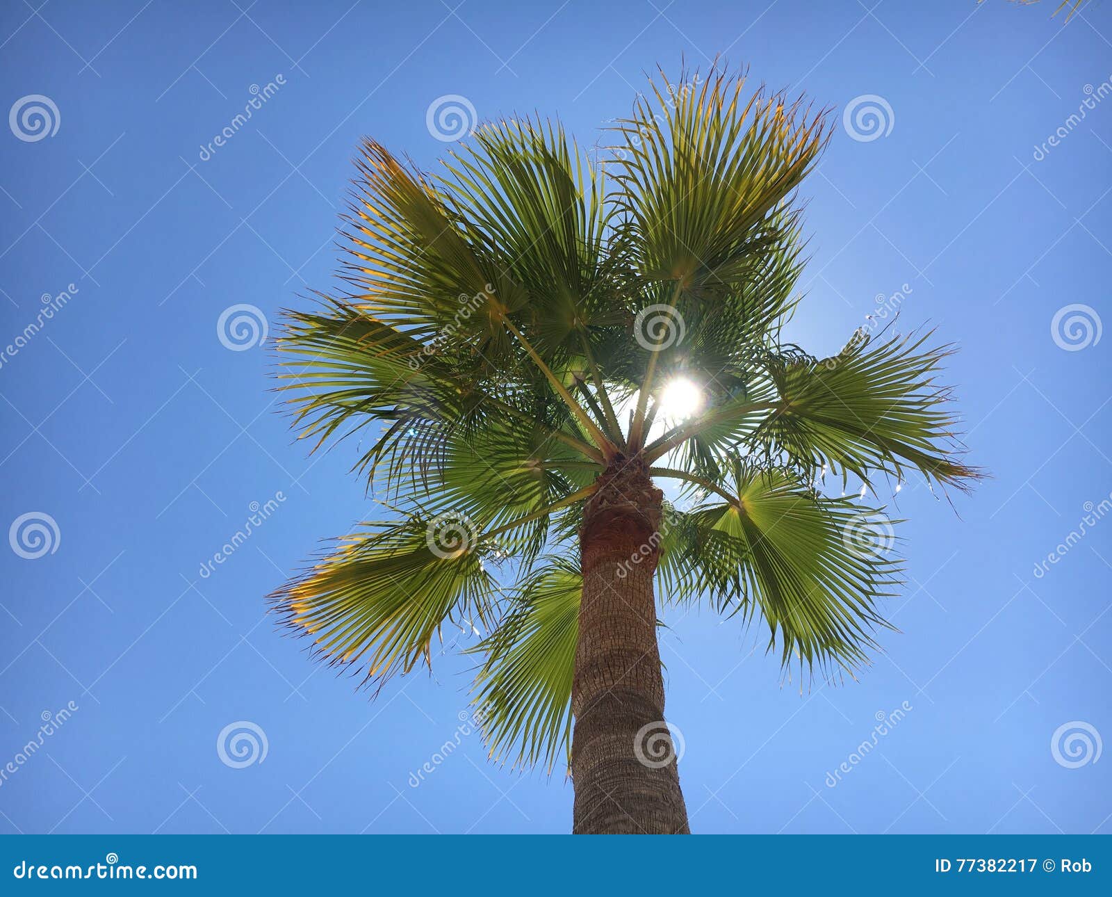 Palmanova palm tree stock image. Image of majorca, palmanova - 77382217