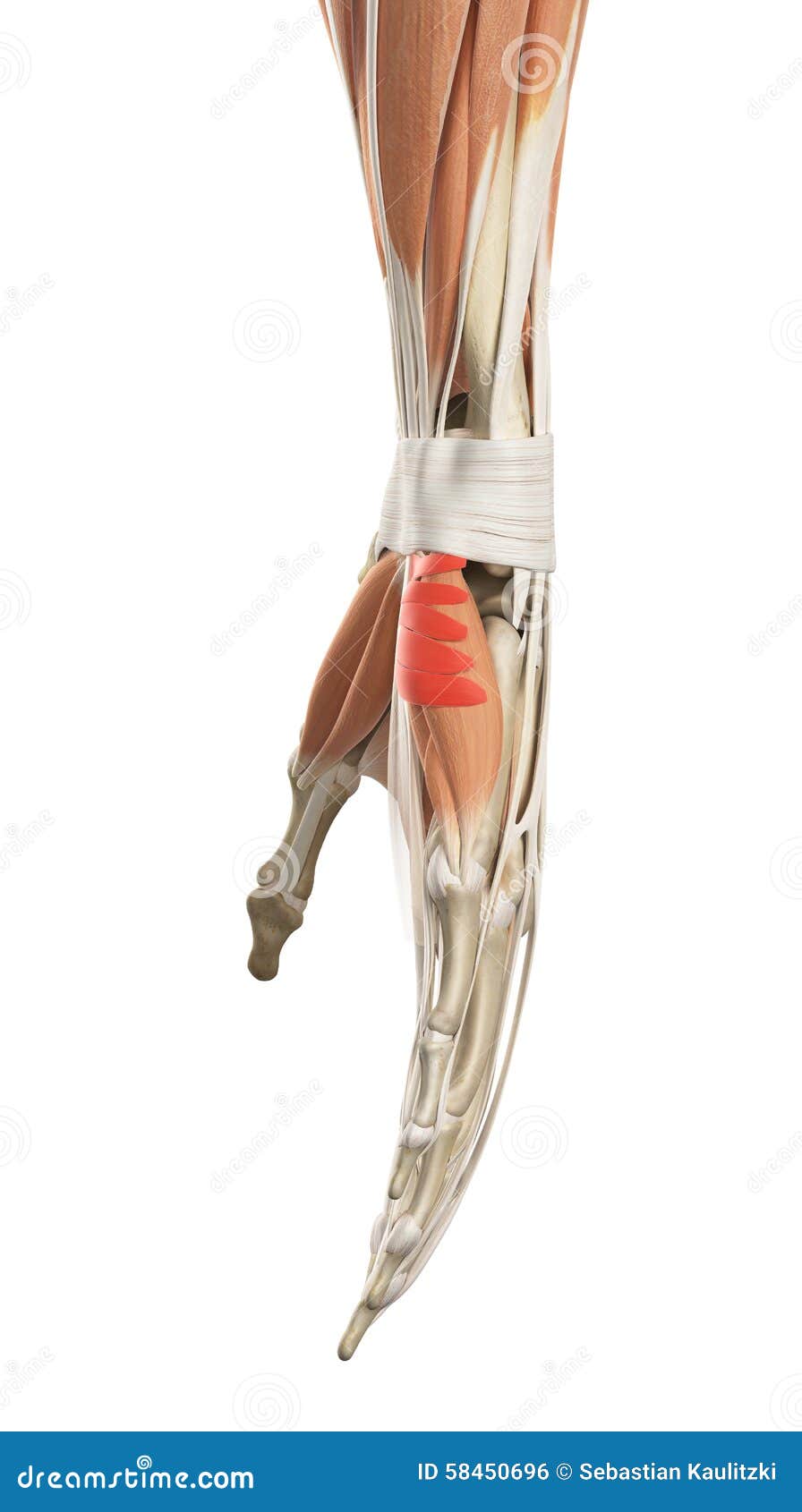 The palmaris brevis stock illustration. Illustration of health - 58450696