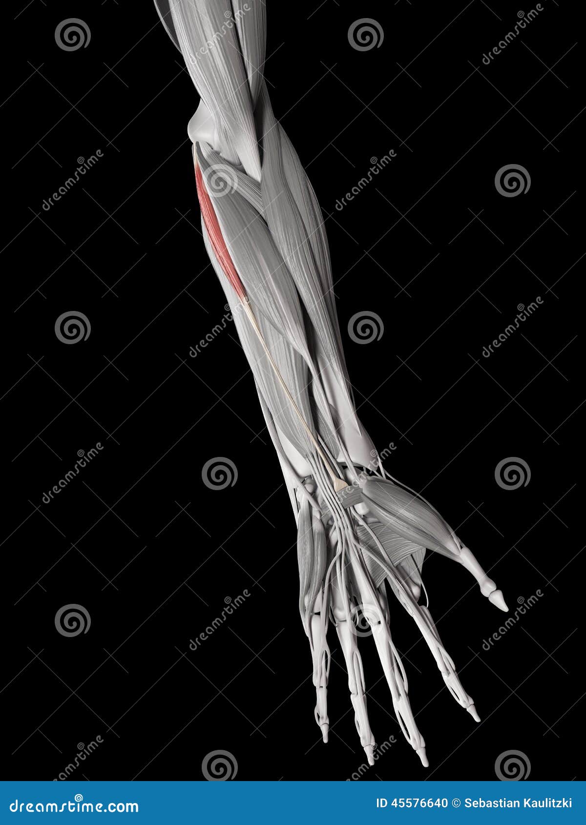 The palmaris longus stock illustration. Illustration of musculature ...