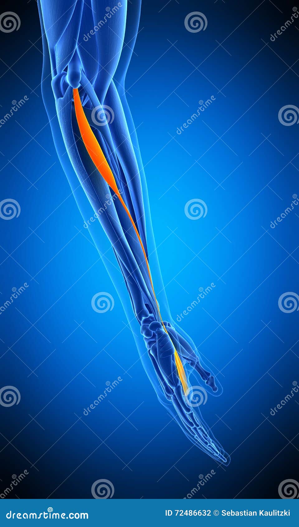 The palmaris longus stock illustration. Illustration of biology - 72486632