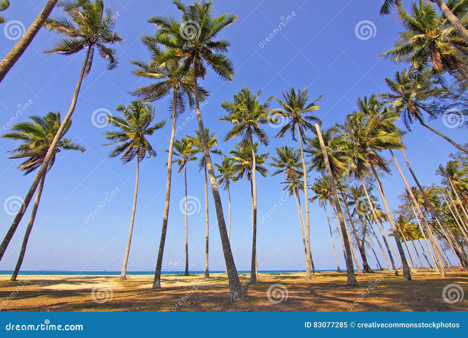 Palmas Altas Na Praia Imagem. Imagem: 83077285