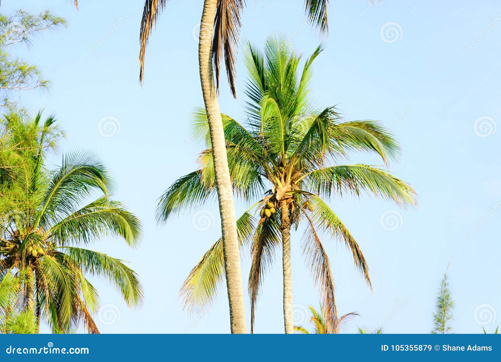 Palmas de coco imagen de archivo. Imagen de travieso - 105355879