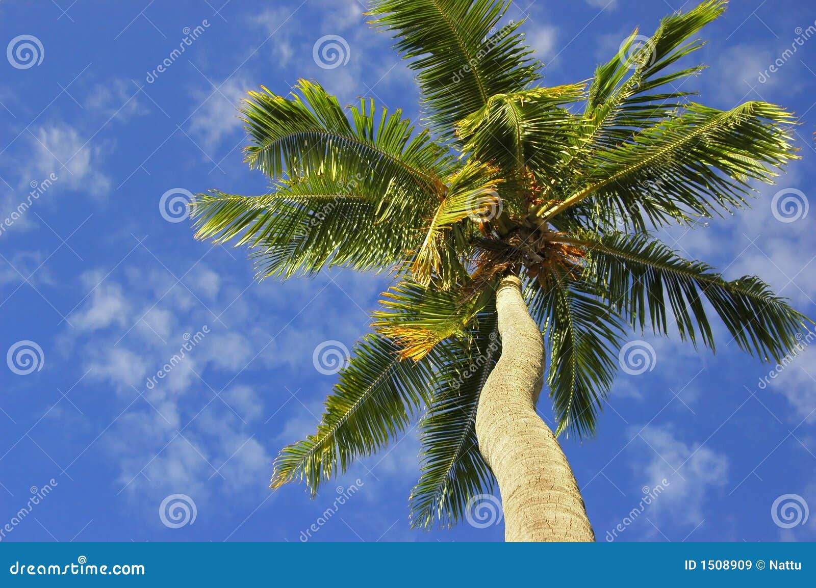 Palmas de coco imagen de archivo. Imagen de tropical, islas - 1508909