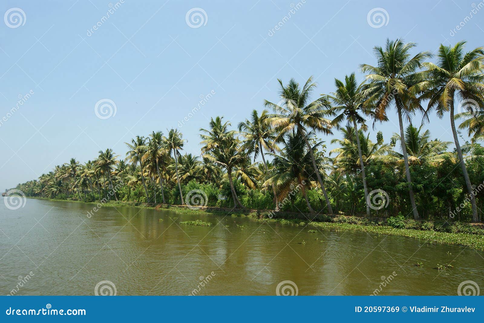 Palmas De Coco En La Orilla Del Lago Imagen de archivo - Imagen de azul ...