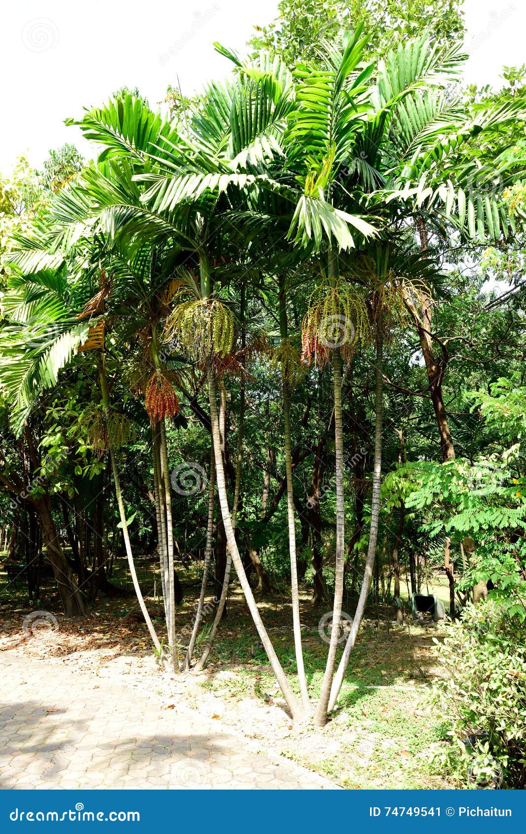 Palmas de Macarthur imagem de stock. Imagem de frutas - 74749541