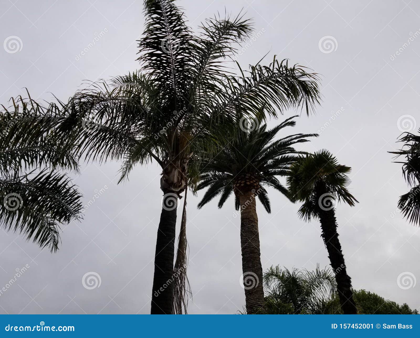 Palmas de rey imagen de archivo. Imagen de hermoso, palmas - 157452001