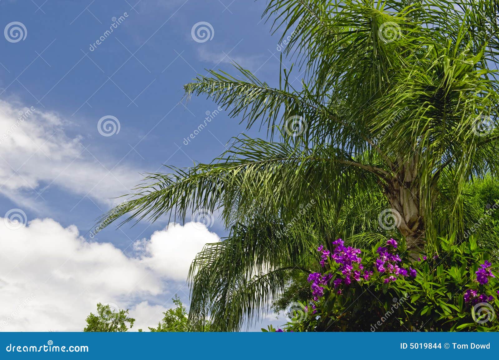 Palmas e flores foto de stock. Imagem de plantas, alto - 5019844