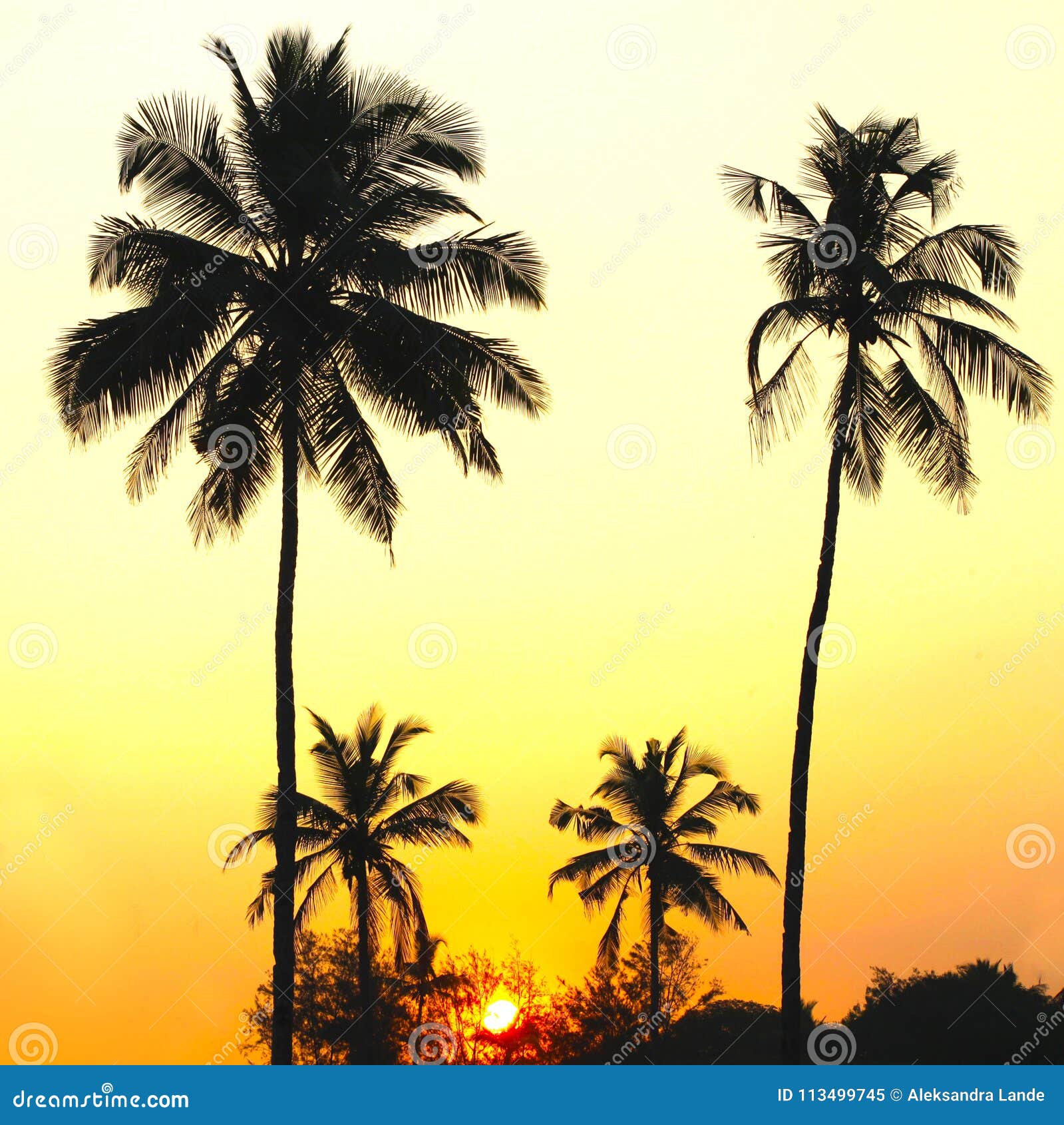 Palmas E Sol, Por Do Sol Tropical Imagem de Stock - Imagem de liberdade ...